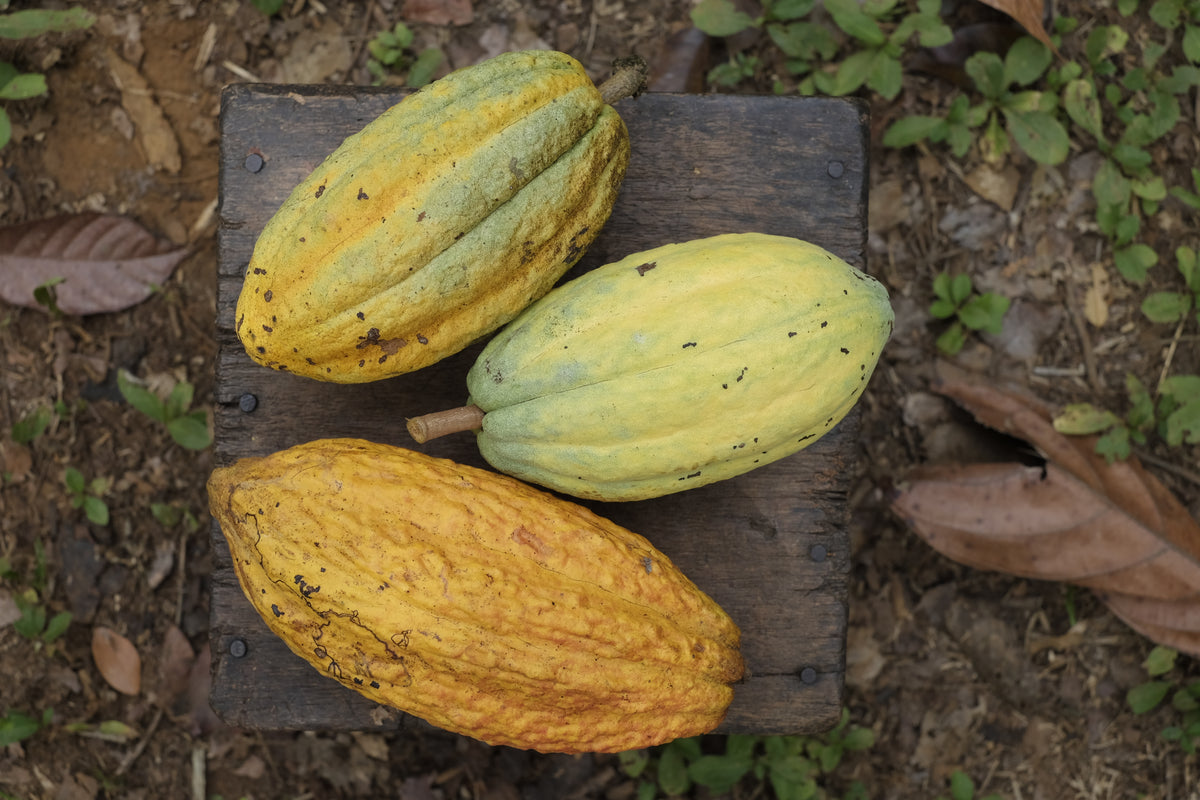 The Intricacies of the Cacao Market: Insights from the Chocolatiers at ...