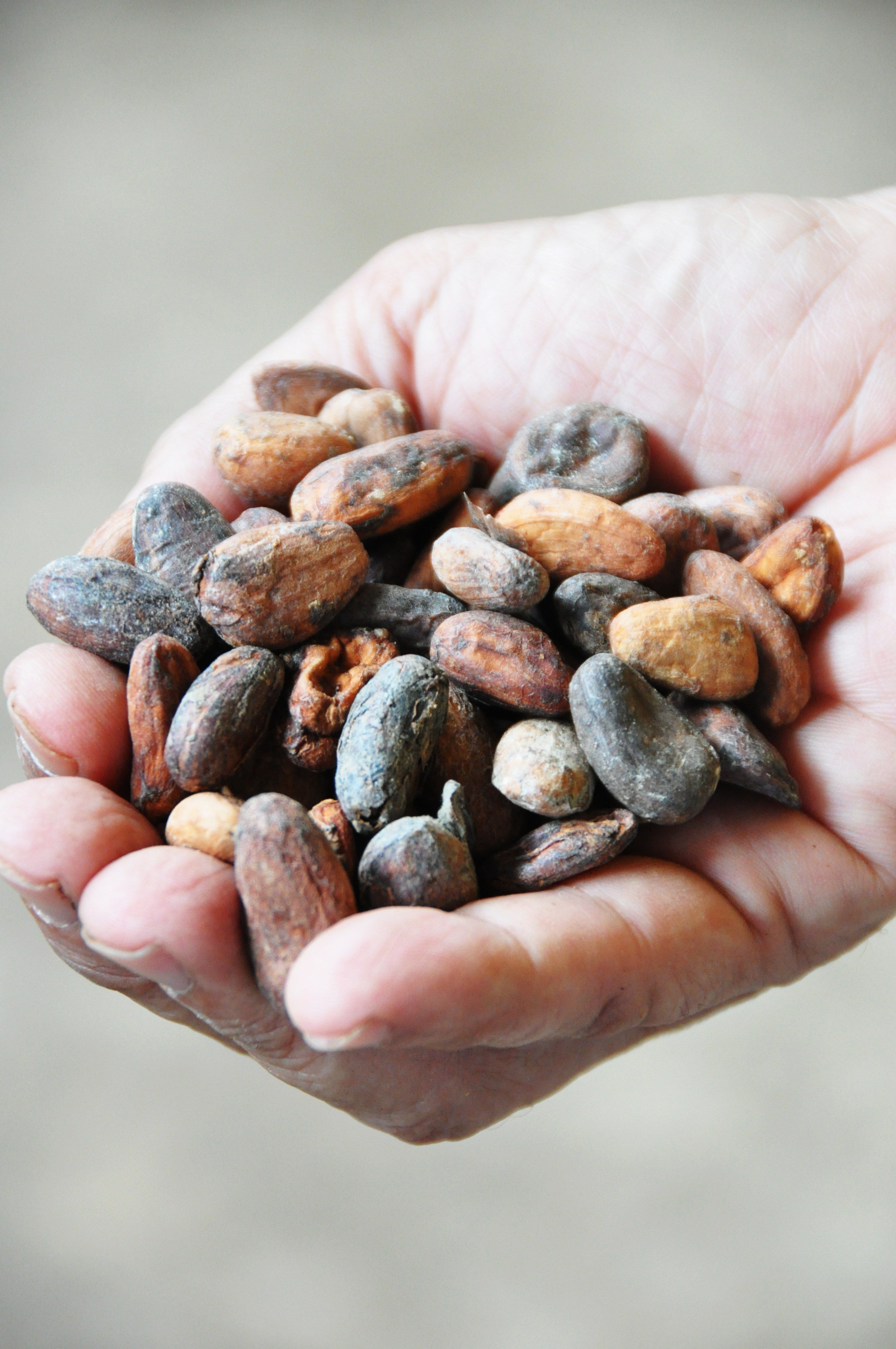 The Science Behind Chocolate: How It's Made